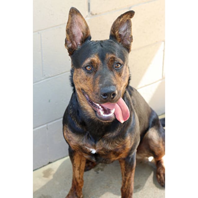 Hannah - Medium Female Rottweiler x American Staffordshire Bull Terrier ...