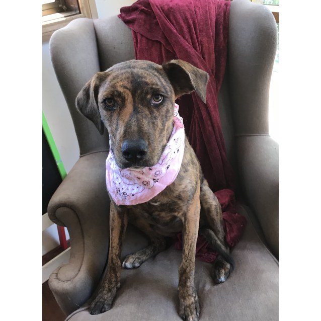 Lexi - Medium Female Boxer x Greyhound Mix Dog in NSW - PetRescue