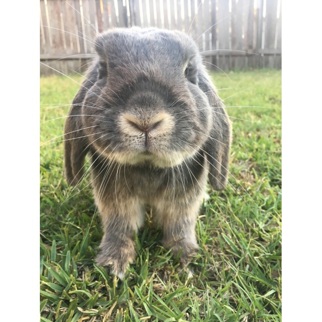 Chocolate - Male Mini Lop Rabbit in NSW - PetRescue
