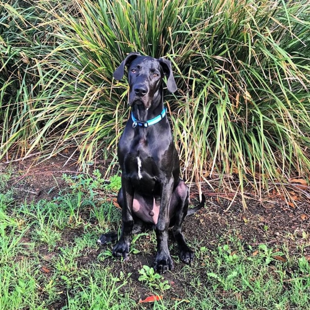 Ian - The Mini Dane - Large Male Great Dane Dog in NSW - PetRescue