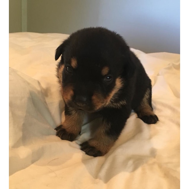 Rottie pups - Large Male Rottweiler Dog in QLD - PetRescue