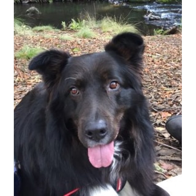 Thunder - Large Male Alaskan Malamute x Border Collie Mix Dog in NSW - PetRescue