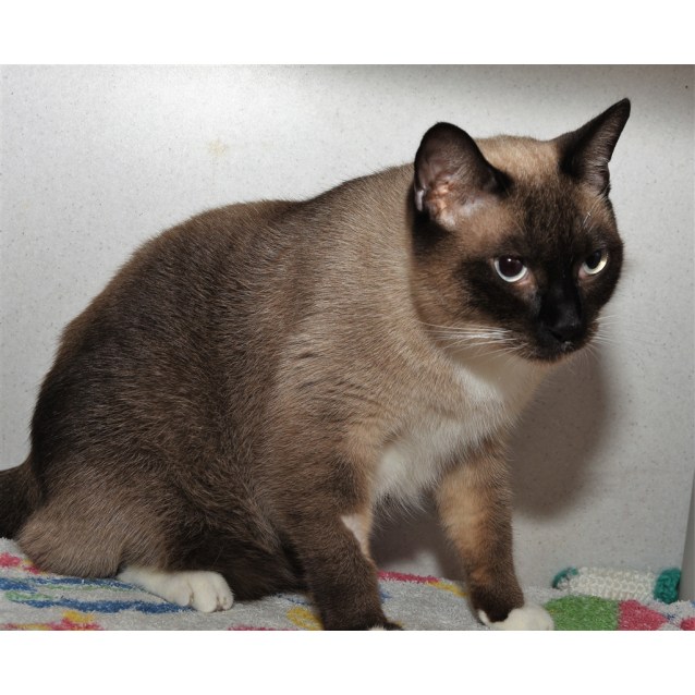 Saxon - Male Ragdoll x Siamese Mix Cat in QLD - PetRescue