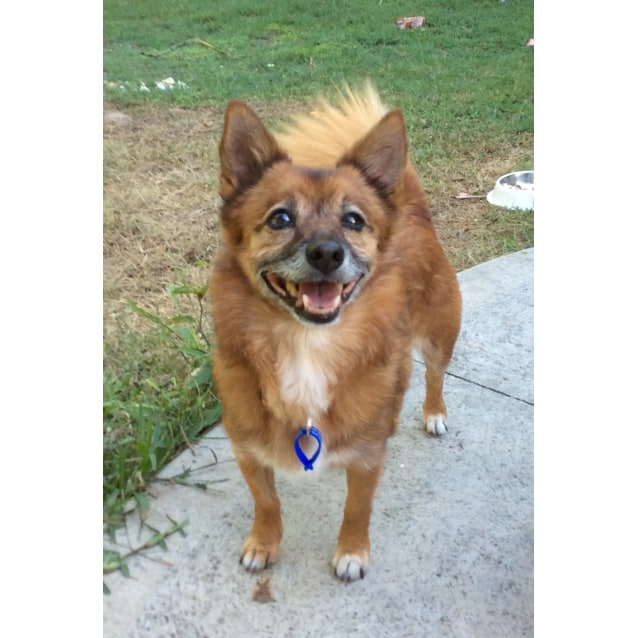 Foxy ~ Pomeranian x Foxy (on trial 17/5/18) - Small Female Fox Terrier ...