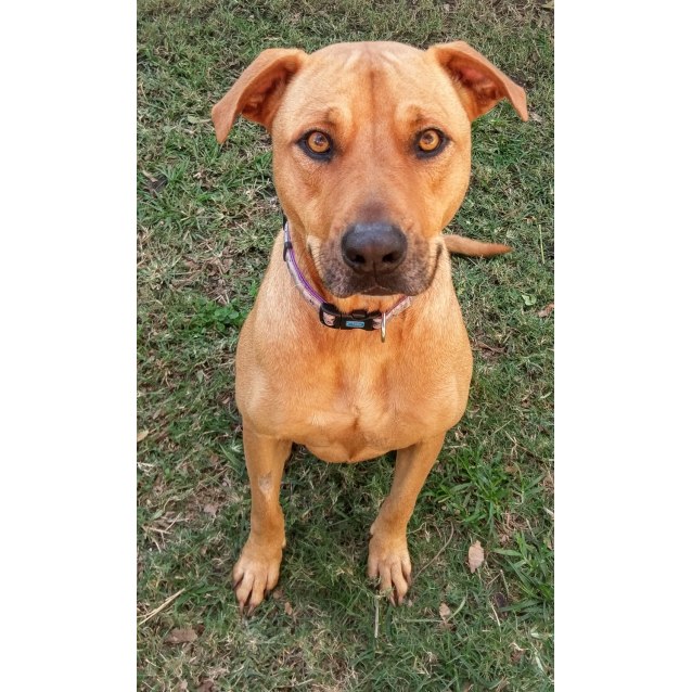 Angel - Medium Female Rhodesian Ridgeback x English Staffordshire Bull ...