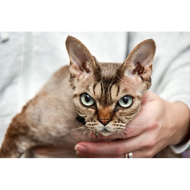 Egypt ***2nd Chance Cat Rescue*** - Male Devon Rex Cat in VIC - PetRescue Egypt ***2nd Chance Cat Rescue*** - Male Devon Rex Cat in VIC - PetRescue