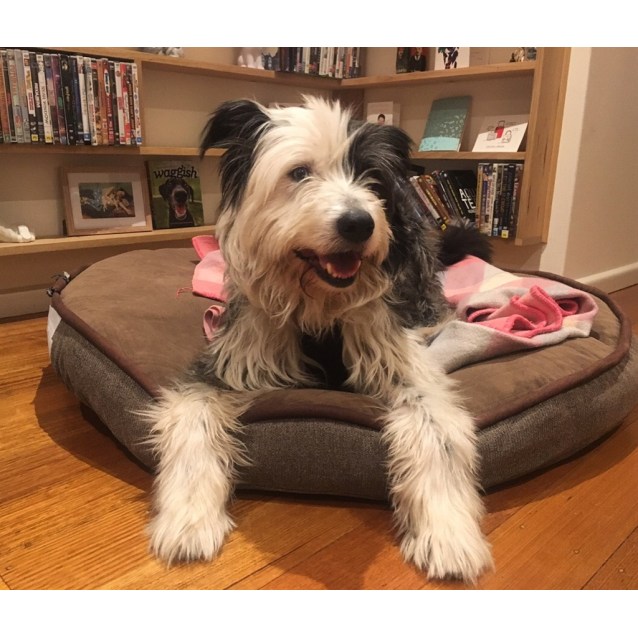 Harry - Large Male Border Collie x Old English Sheepdog Mix Dog in VIC ...
