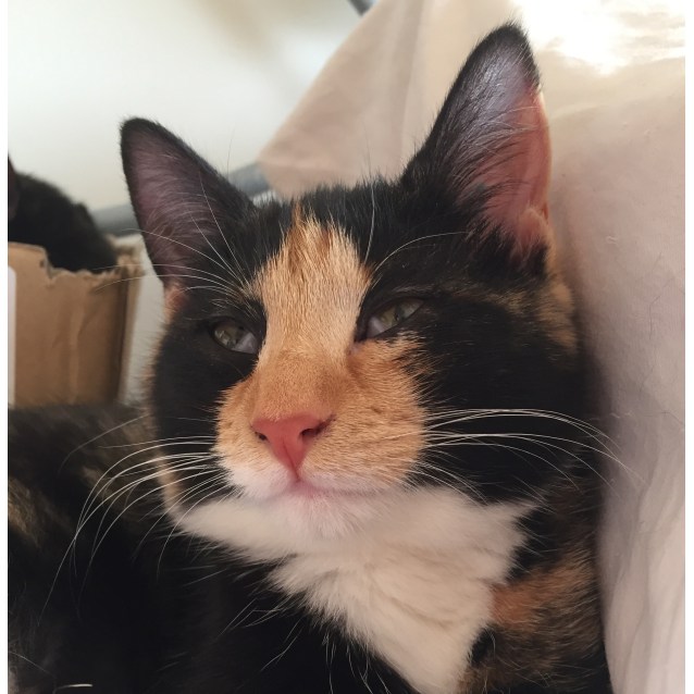 Rascallette the super cute torbie kitten! - Female Domestic Short Hair ...