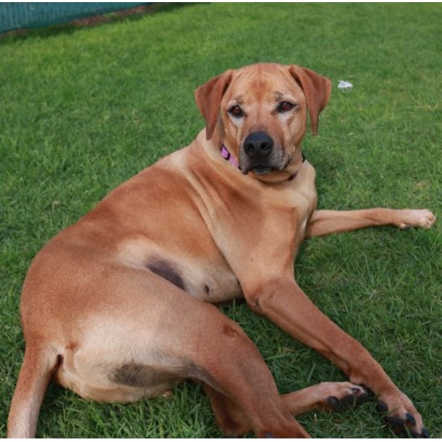 Shaka 896986 - Large Male Rhodesian Ridgeback Dog in VIC - PetRescue