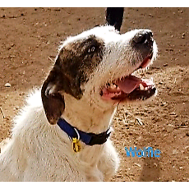 Wolfie - Large Male Irish Wolfhound Mix Dog in QLD - PetRescue