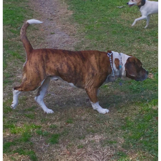 Bongo - Medium Male American Bulldog x Beagle Mix Dog in NSW - PetRescue