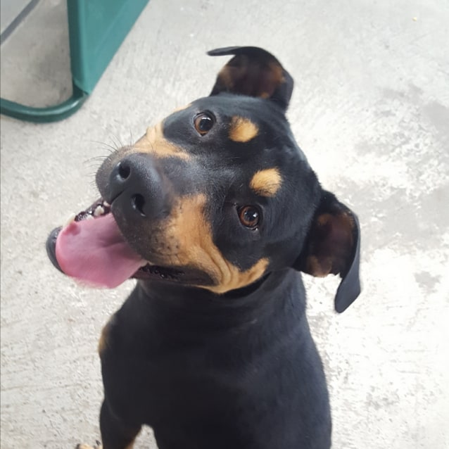 Charlotte - Large Female American Staffordshire Terrier x Rottweiler ...