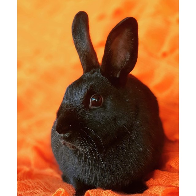 Ebony - Female Domestic Rabbit in VIC - PetRescue