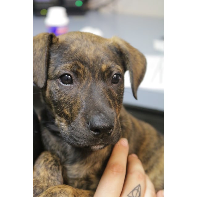 Jacy - Large Female Bloodhound x Border Collie x Mastiff Dog in NSW ...