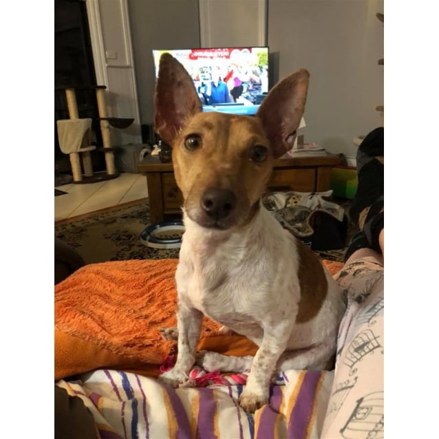 Shelby - Small Female Parsons Jack Russell Terrier x Mini Foxy Mix Dog ...