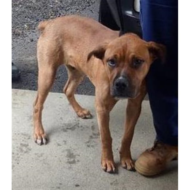 Rusty - Medium Male Rhodesian Ridgeback x Rottweiler Mix Dog in QLD ...