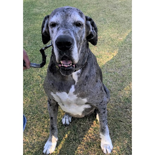 Sapphire - Large Female Great Dane Dog in WA - PetRescue