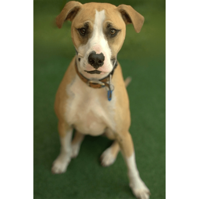 Dasher - Large Male Boxer x Greyhound Mix Dog in NSW - PetRescue