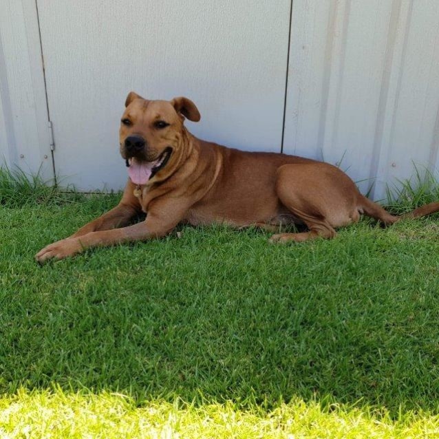 Butta - Large Male Mixed Breed Dog in WA - PetRescue
