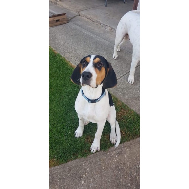 Sasha - Medium Female Beagle x Foxhound, English Mix Dog in VIC - PetRescue