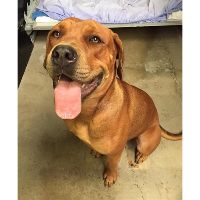 Star - Large Female Bullmastiff x Rottweiler Mix Dog in QLD - PetRescue