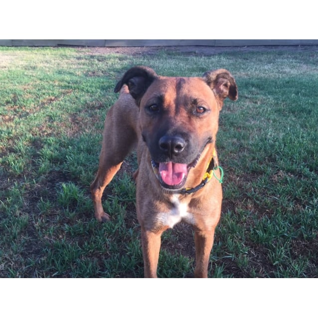 Mable - Medium Female Australian Cattle Dog x Rhodesian Ridgeback Mix ...