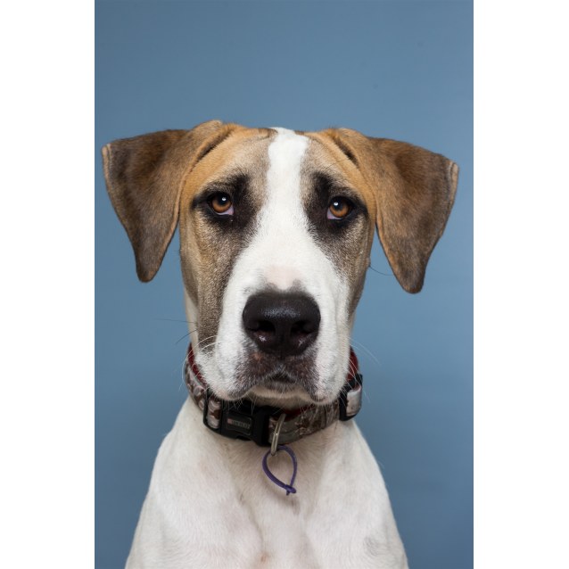 Boo - Large Male Great Dane x English Pointer Mix Dog in QLD - PetRescue