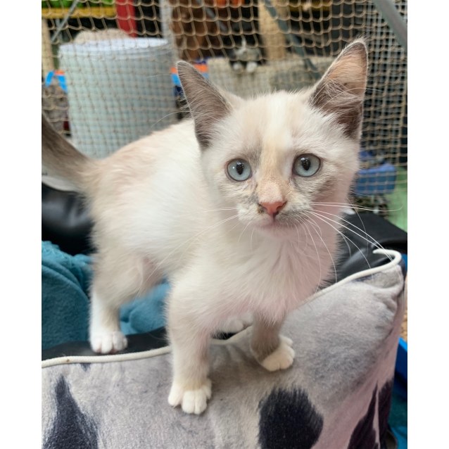 Piper - Female Layanese Mix Cat in QLD - PetRescue