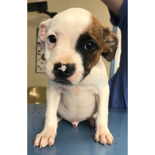 Chevy - Small Male Maltese x Staffy Mix Dog in SA - PetRescue