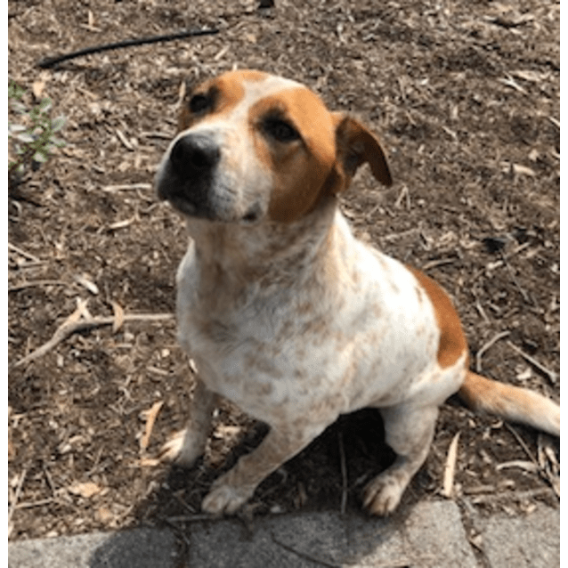 Barry - Medium Male Red Heeler x Staffordshire Bull Terrier Mix Dog in ...