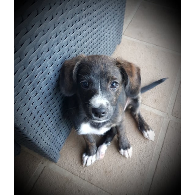 Cheta - Medium Male Beagle x Chihuahua x Staffy Mix Dog in VIC - PetRescue