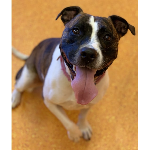 Alice - Medium Female Boxer x English Staffordshire Bull Terrier Mix ...