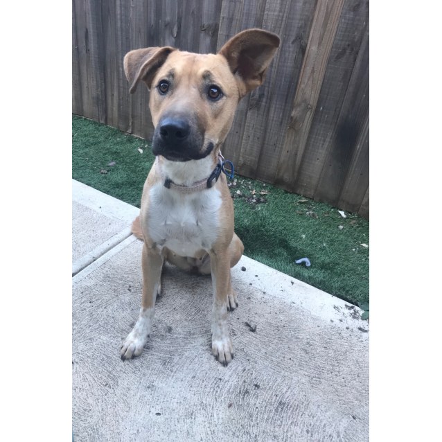 Tala - Medium Female Kelpie x Ridgeback Mix Dog in VIC - PetRescue