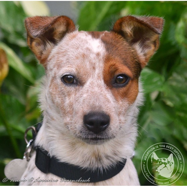 Terry - Medium Male Mixed Breed Dog in QLD - PetRescue