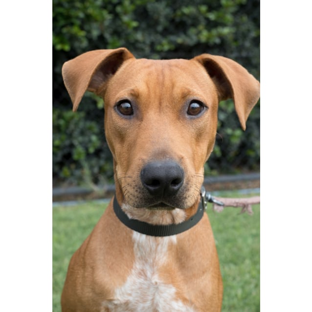 Obi - Medium Male Rhodesian Ridgeback x American Staffordshire Bull ...