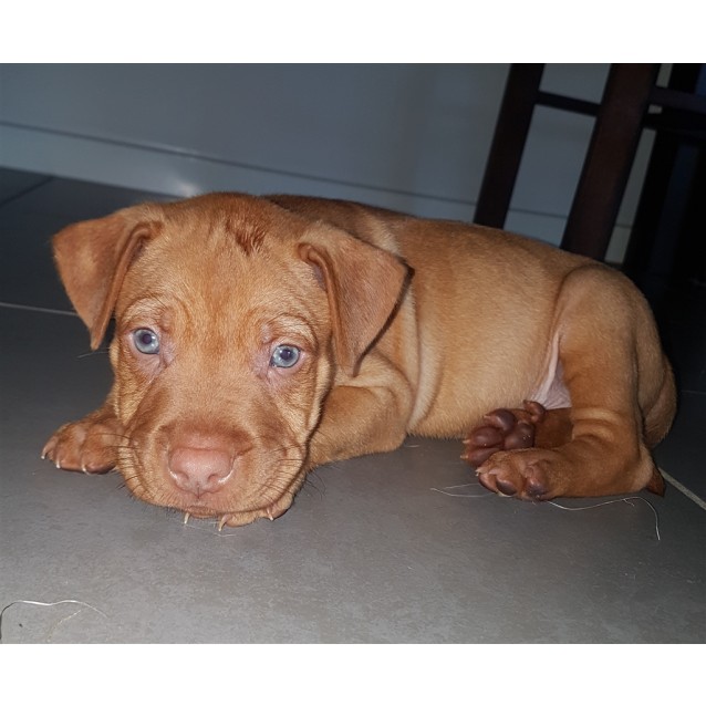 Rd - Medium Male Rhodesian Ridgeback x American Staffordshire Bull ...