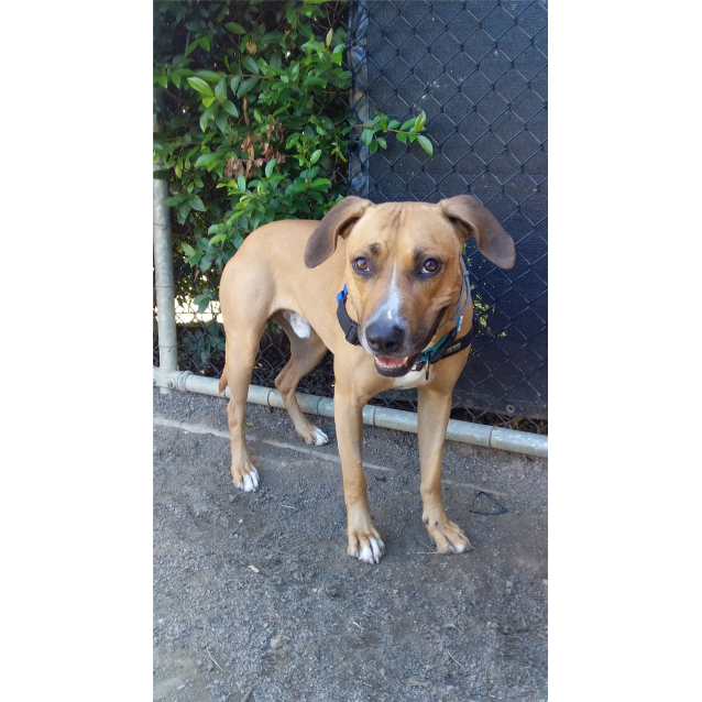 Arnie - Medium Male Rhodesian Ridgeback x American Staffordshire Bull ...
