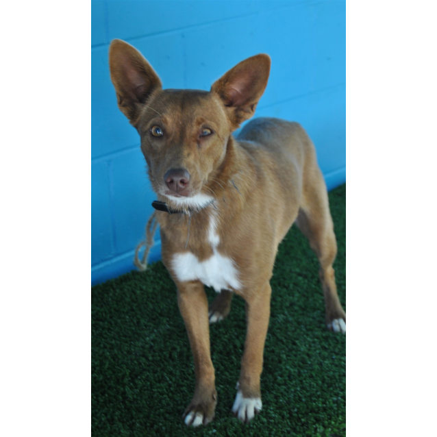 Bella - Small Female Kelpie x Miniature Fox Terrier Mix Dog in QLD ...