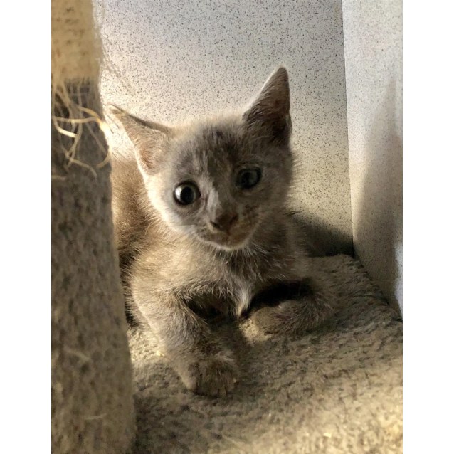Lockie - Male Korat Mix Cat in QLD - PetRescue