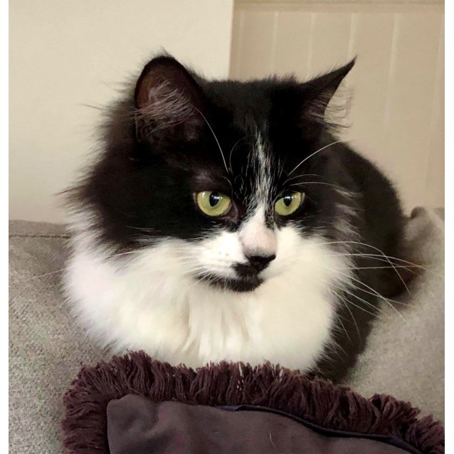 Maggie and Ari - Female Ragdoll x Russian Blue Mix Cat in VIC - PetRescue