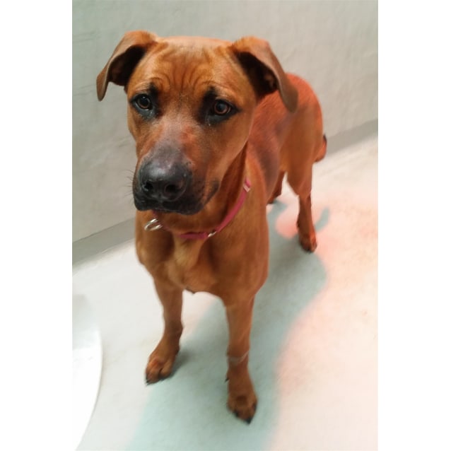 Roxy - Large Female Rhodesian Ridgeback x Bull Mastiff Mix Dog in WA ...