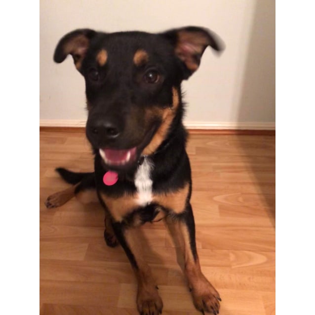 Remus - Medium Male German Shepherd x Kelpie Mix Dog in VIC - PetRescue