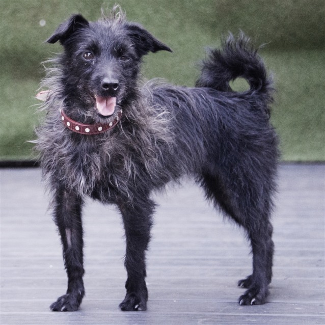 Peggy Sue - Small Female Patterdale Terrier x Poodle Toy Mix Dog in QLD ...