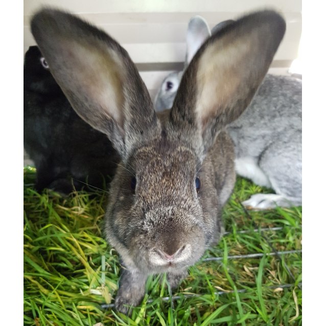 Flash - Female British Giant Rabbit in WA - PetRescue