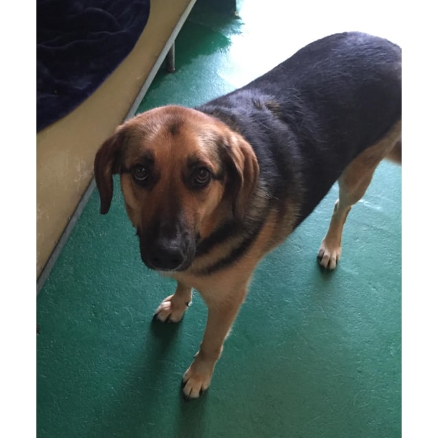 Max - 47864 - Medium Male German Shepherd x Beagle Mix Dog in VIC ...