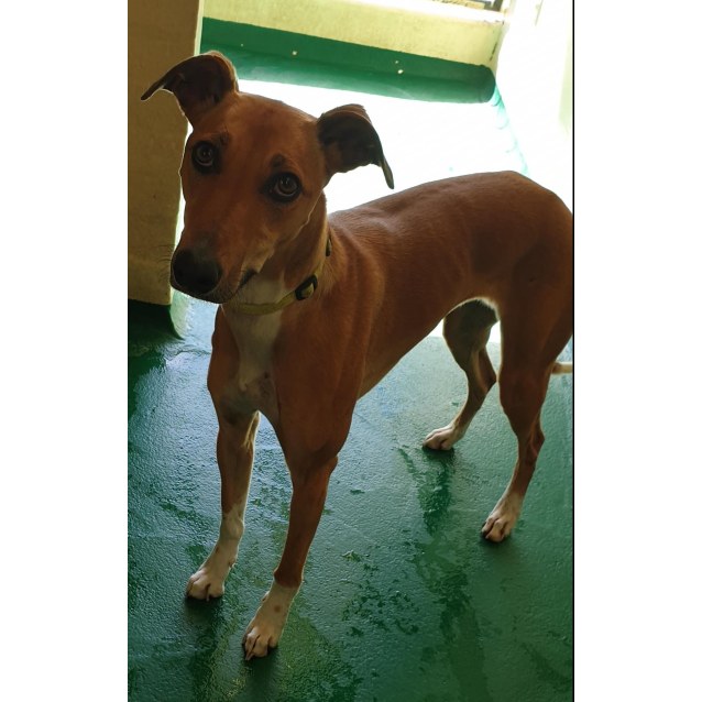 Slinky - 48026 - Medium Female Greyhound x Pointer Mix Dog in VIC ...