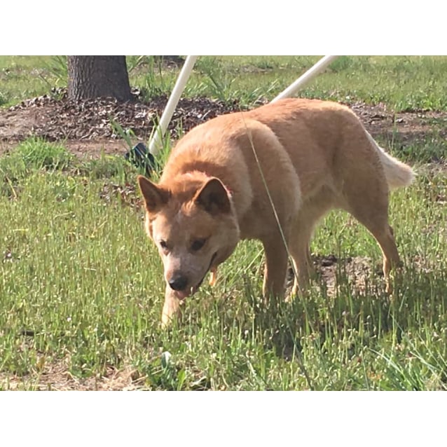 Ella DB498 - Medium Female Red Heeler Dog in WA - PetRescue