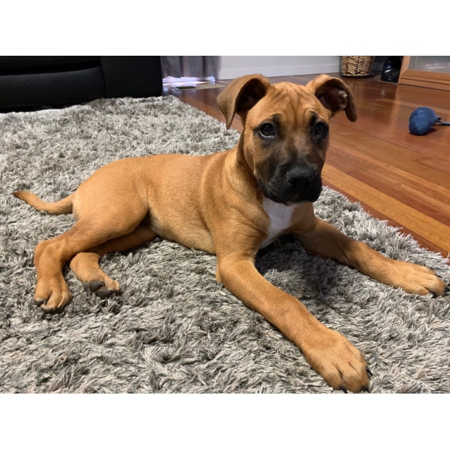 Roxy ~ Staffy X Ridgeback (on trial 30/9/19) - Medium Female Staffy x ...