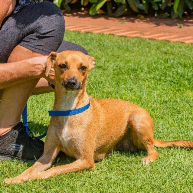 Mali - Medium Female Mixed Breed Dog in WA - PetRescue