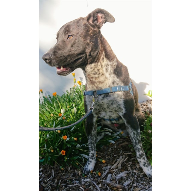 Pablo - Medium Male German Shorthaired Pointer x American Staffordshire ...